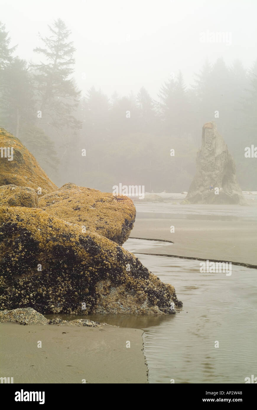 Ruby Beach Olympic National Park Washington State WA beaches coastal ...