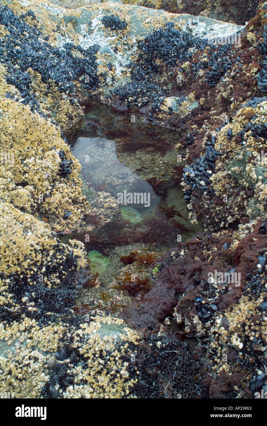 Ruby Beach Olympic National Park Washington State WA beaches coastal ...