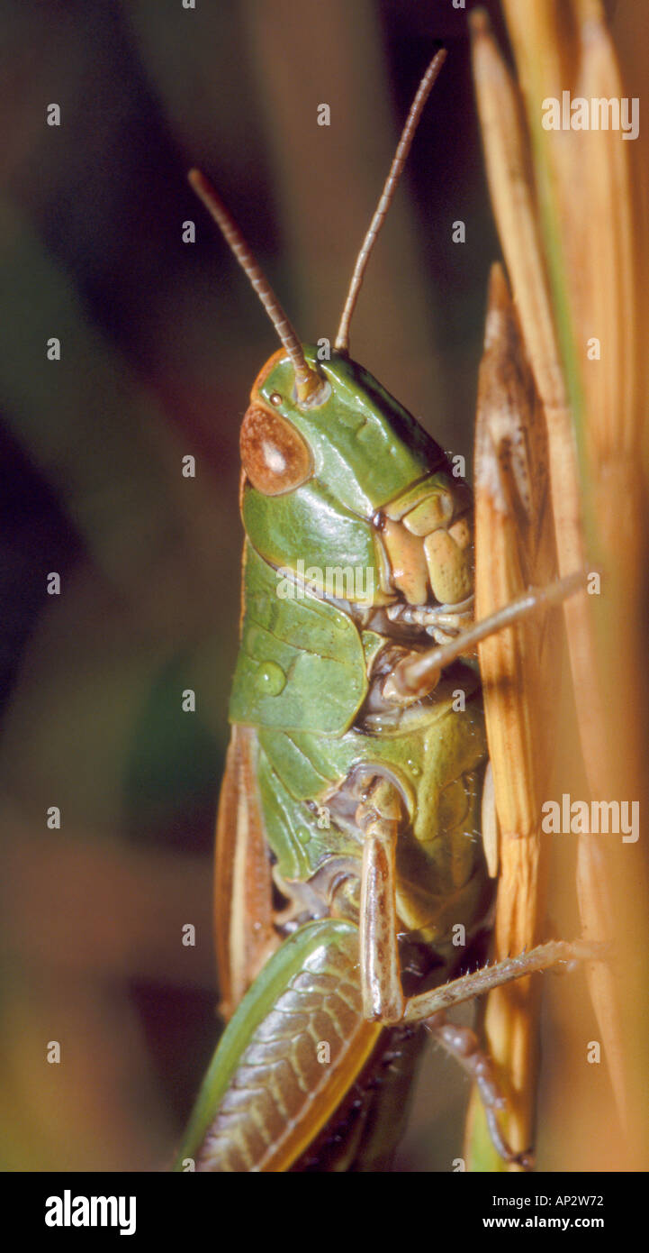 Close up of grasshopper head and thorax Stock Photo - Alamy