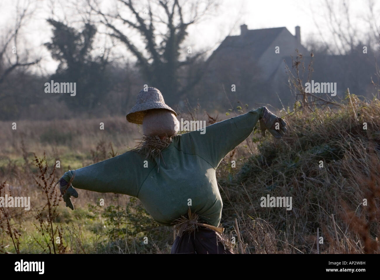 Scarecrow busy scaring birds in a farmer s field with the farmhouse in ...