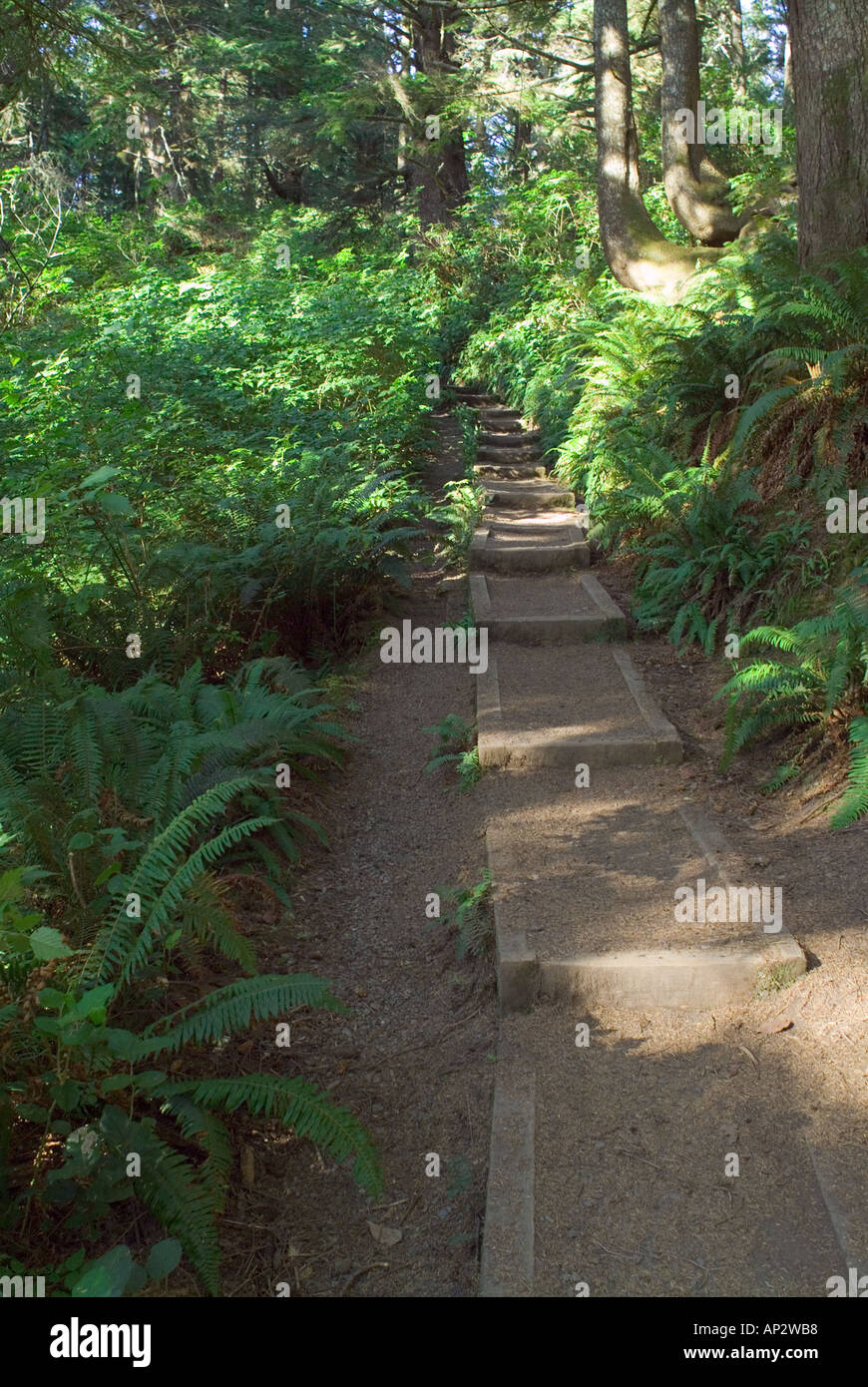 Washington State WA Olympic National Park path in woods to Second Beach ...