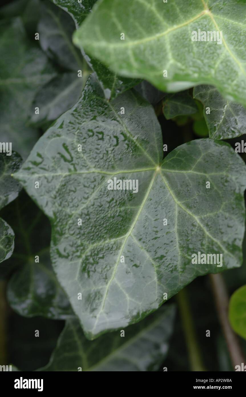ivy plant green wild biology detail colour color vertical Stock Photo ...