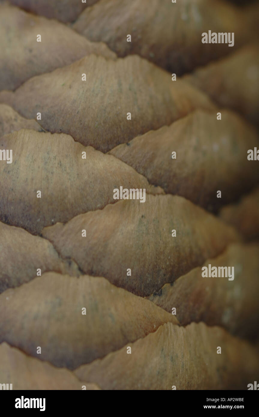 pine cone detail macro close up brown nature natural biology plant tree ...