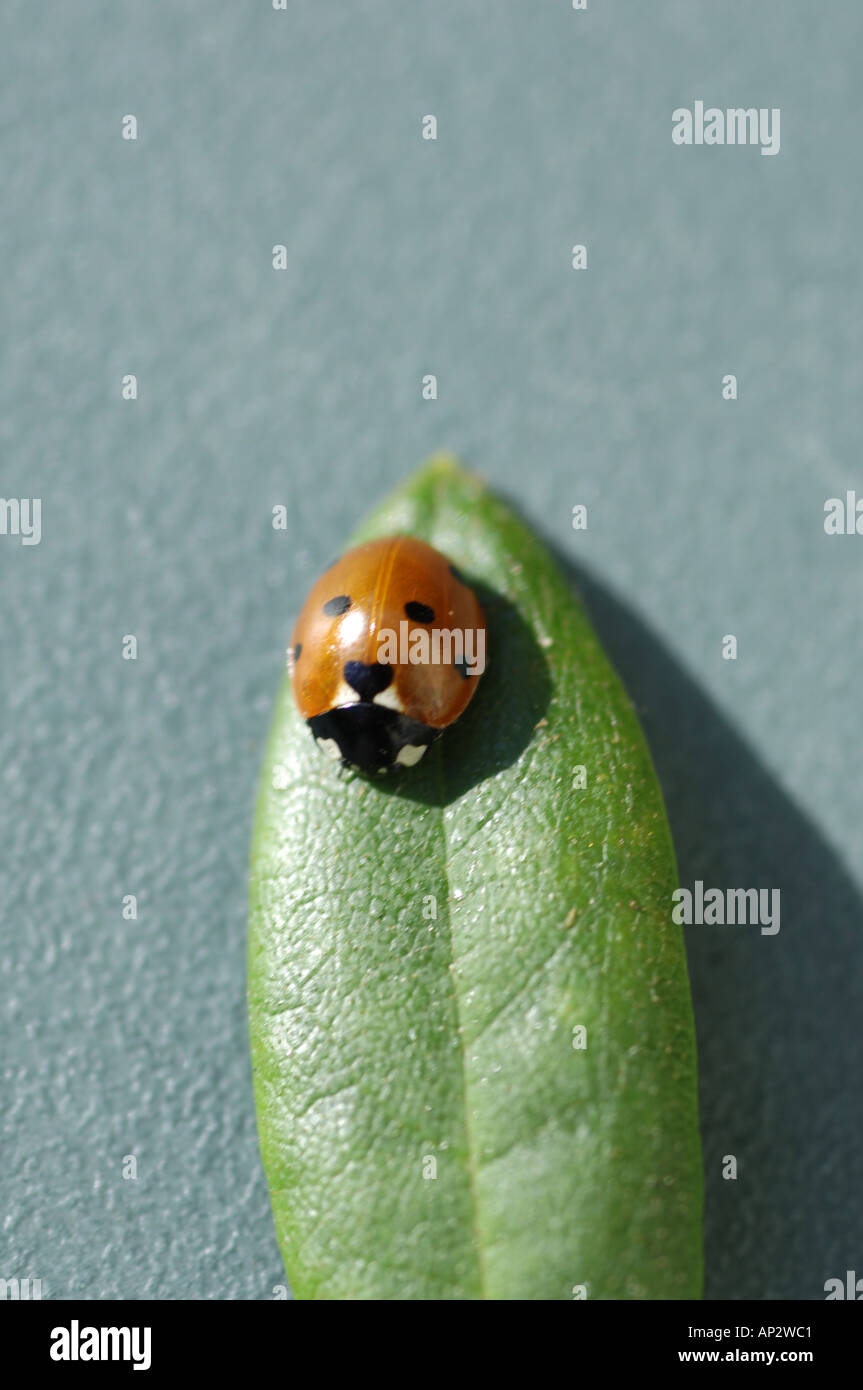 Ladybird ladybug creature beetle arthropoda insect insects single one ...