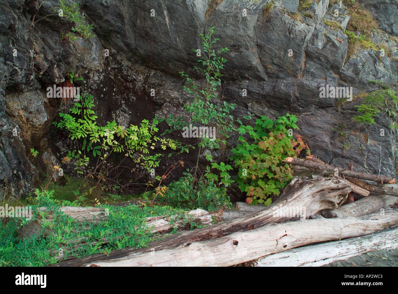 bottom of cliff on shore in Deception Pass State Park at Whidbey Island ...