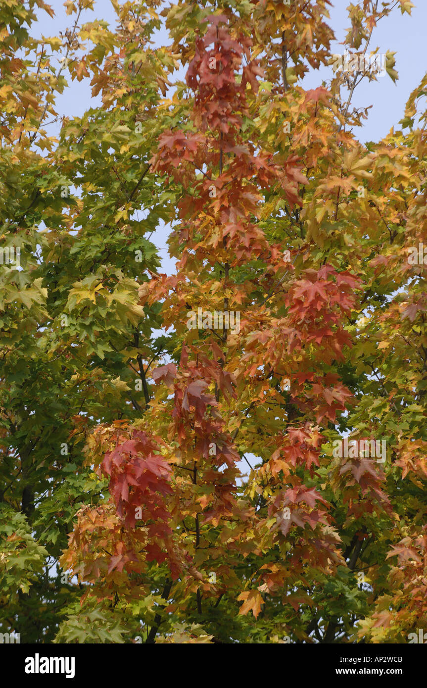 flowers plant biology colour color vertical outside autumnal autumn ...