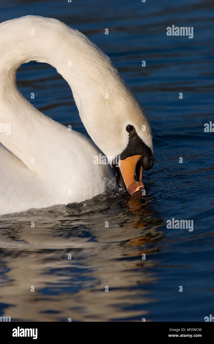 Surface dabbling hi-res stock photography and images - Alamy