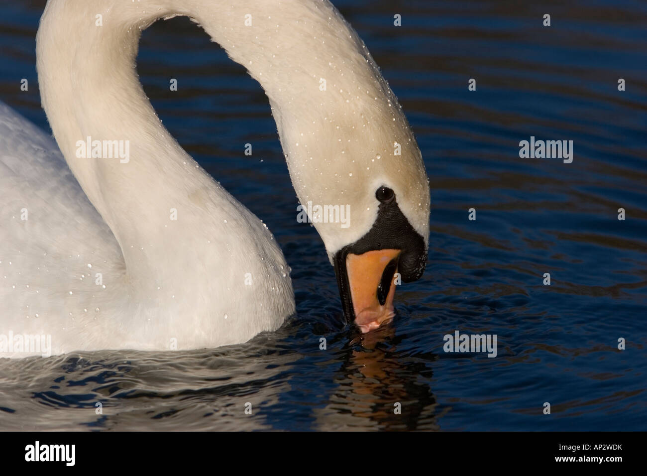 Swan dabbling in the water causing surface ripples and reflections ...