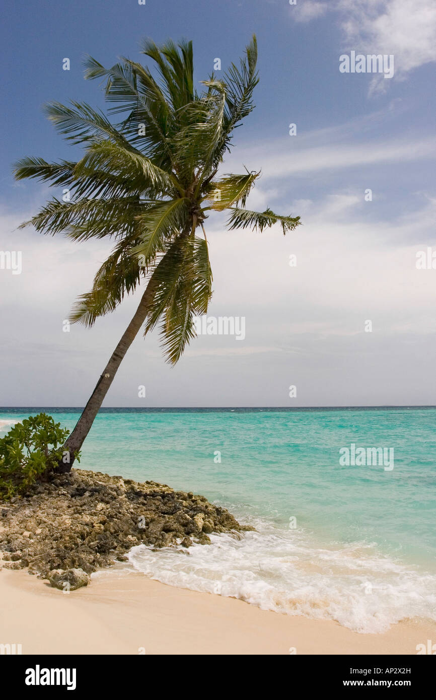 maldives palm tree Stock Photo - Alamy