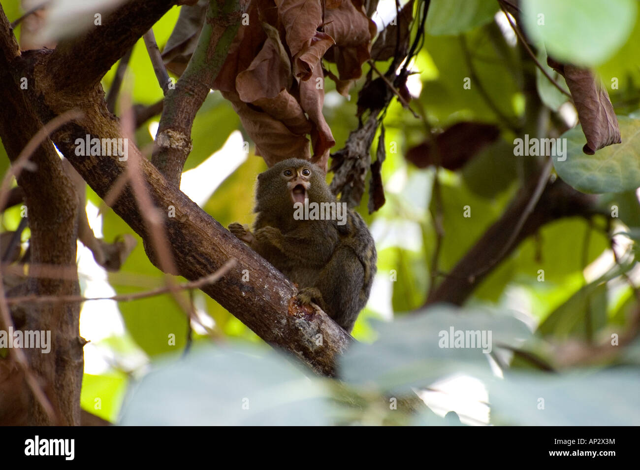 Pygmy Marmoset Cebuella pygmaea Amazonian monkey Stock Photo - Alamy