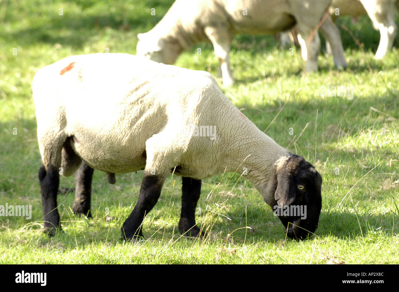 sheep livestock farming agriculture Stock Photo - Alamy