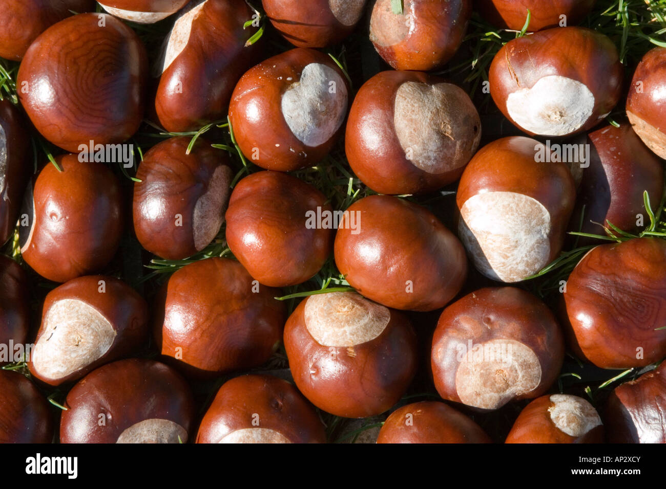 Horse chestnuts or conkers collected by a child Stock Photo - Alamy