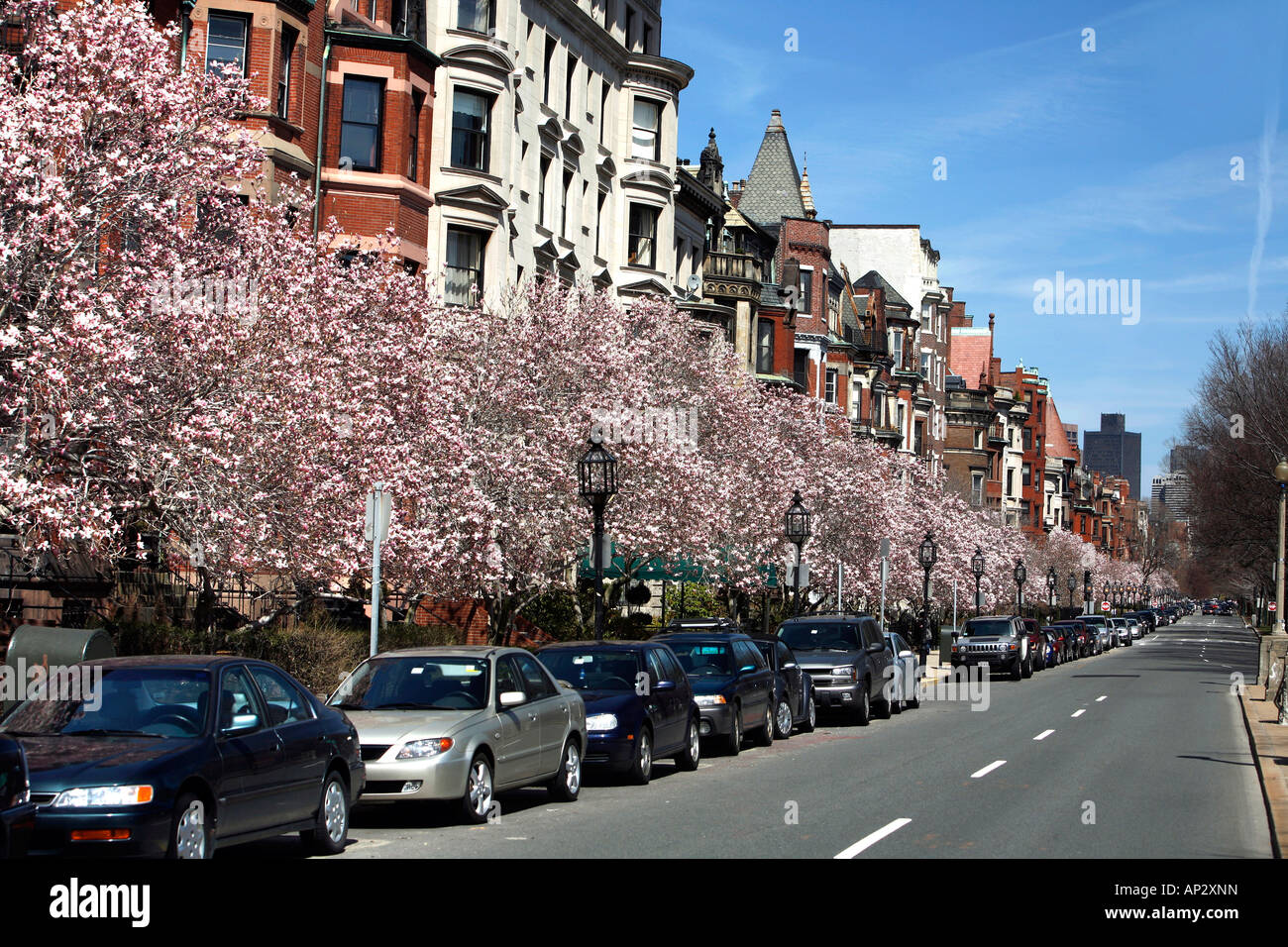 Property and cherry blossoms, Commonwealth Avenue, Boston ...