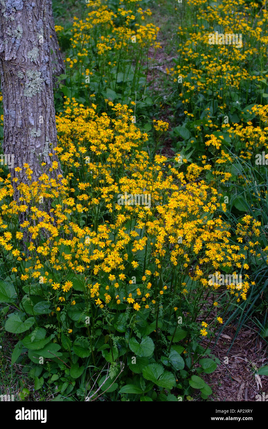Clumps of Golden Ragwort and Woodland Tree on Blue Ridge Mountain Drive ...