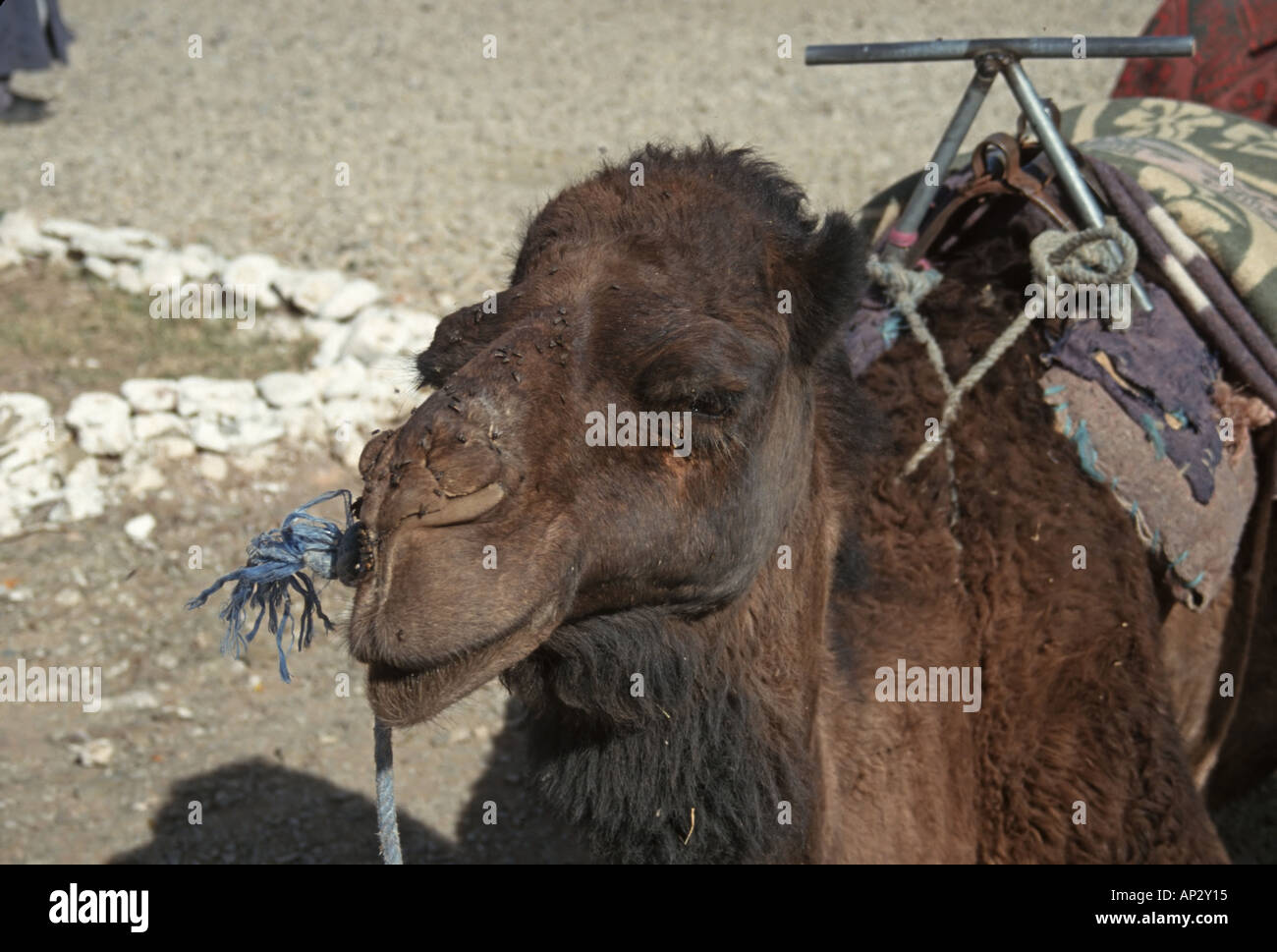 Camel with rope harness and flies on its nose in Morocco Stock Photo ...