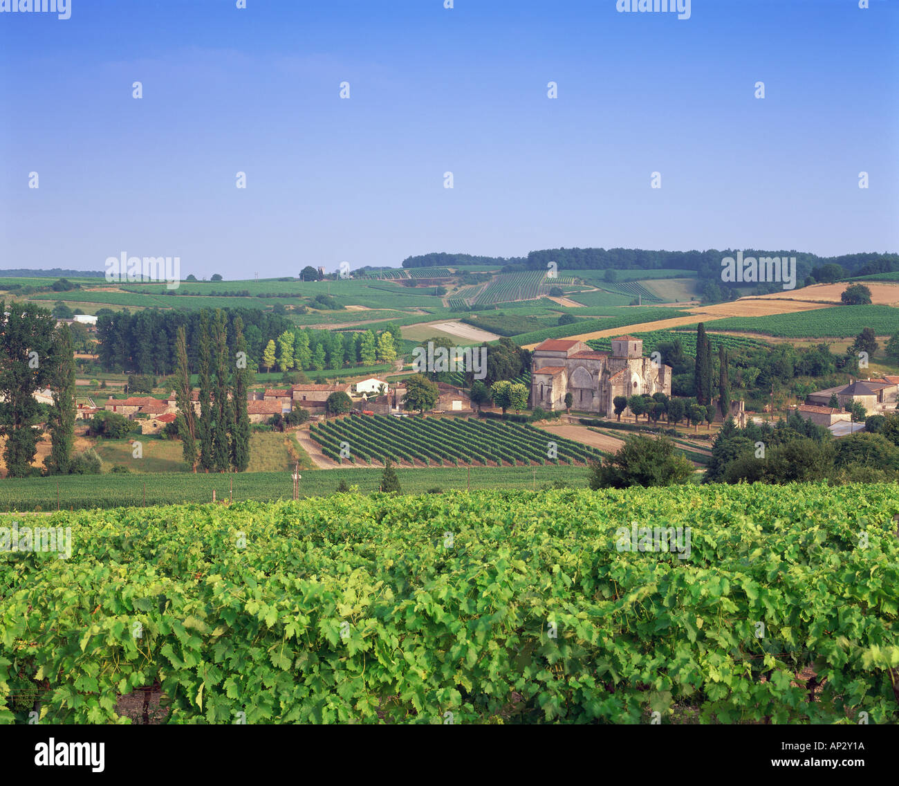 Cognac vineyard hi-res stock photography and images - Alamy