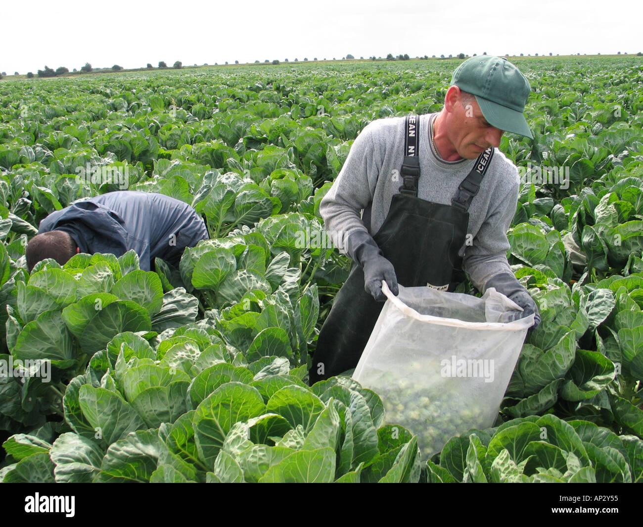 LITHUANIAN SPROUT PICKERS WORKING IN NORFOLK UK John Robertson 2005 ...