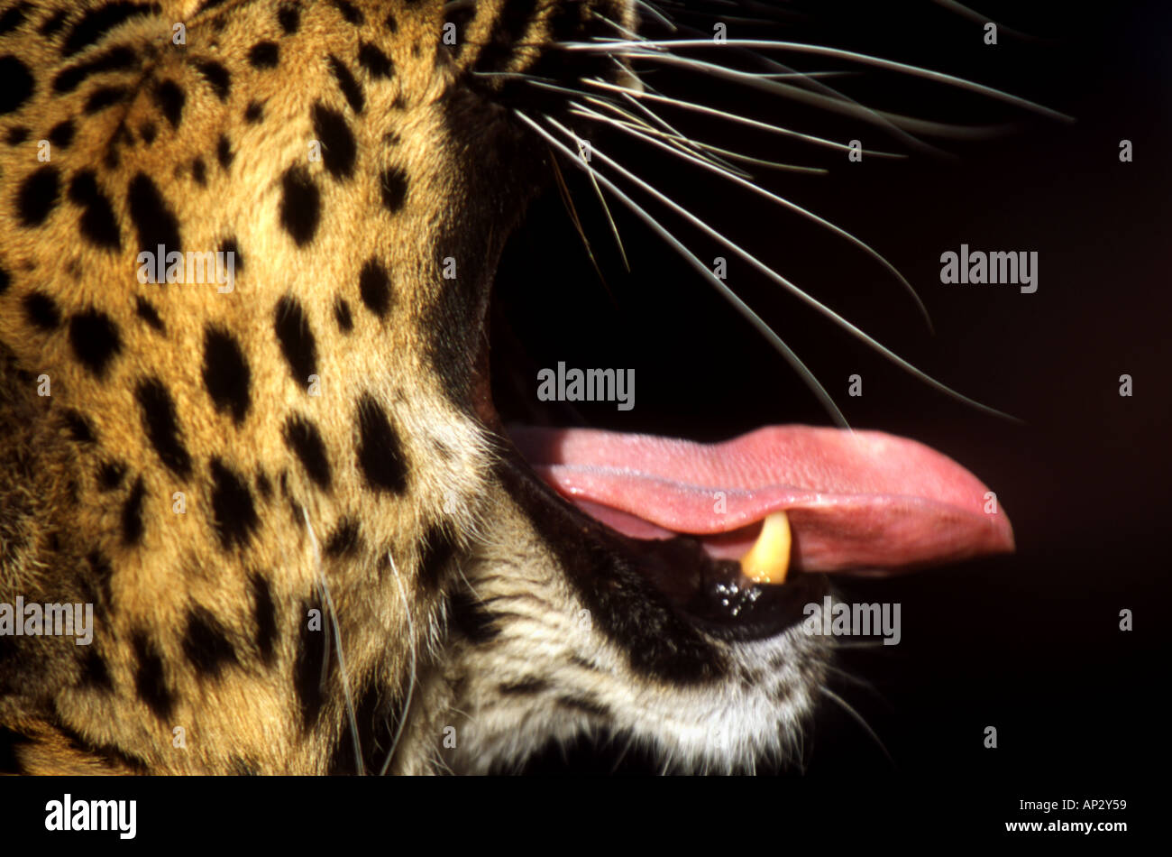 Leopard mouth wide open hi-res stock photography and images - Alamy