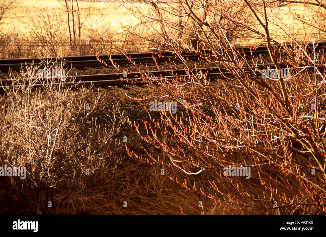 Railroad Tracks and Brush Stock Photo - Alamy