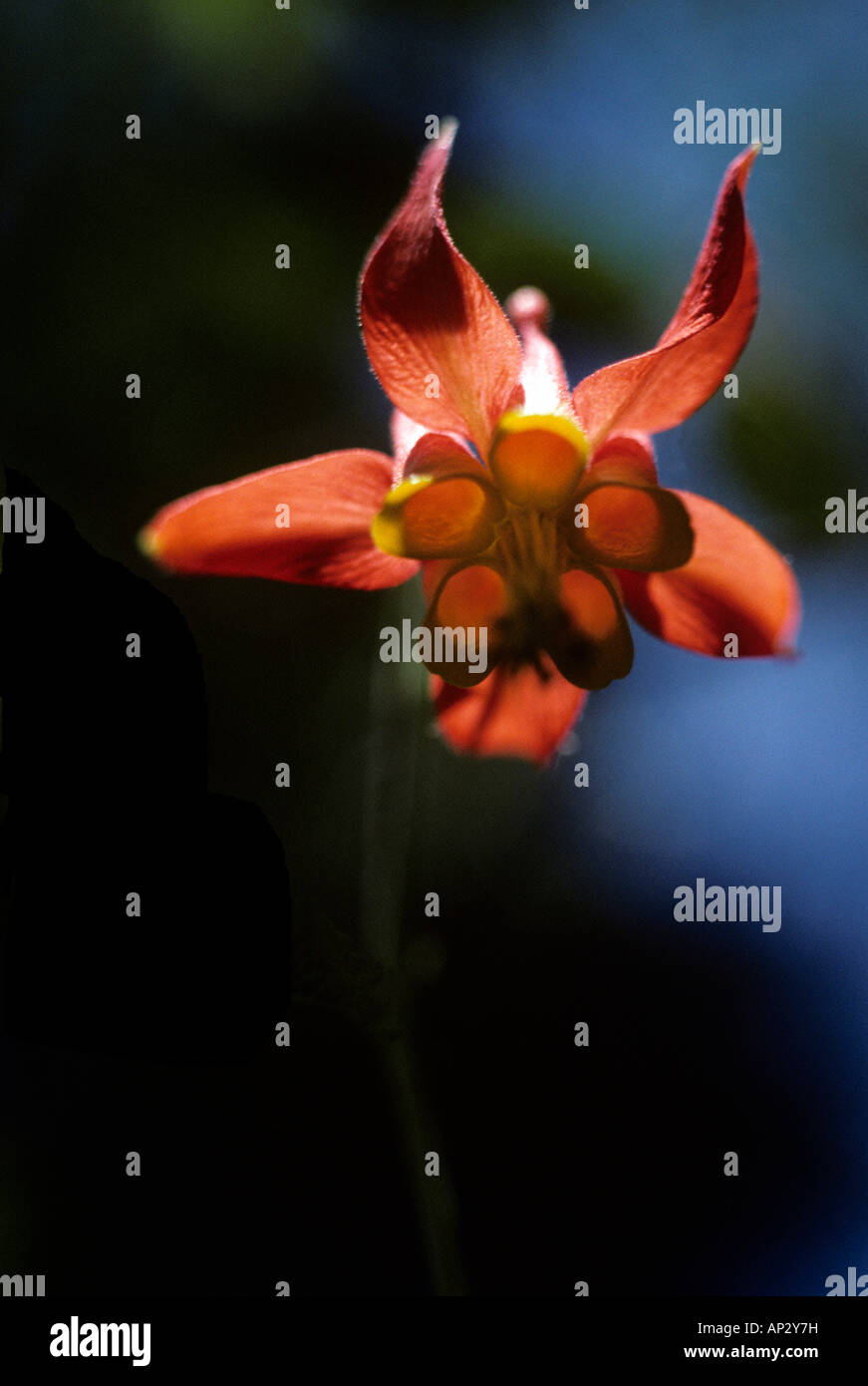 Crimson Columbine. Klamath Lake, Oregon. Native to western North ...