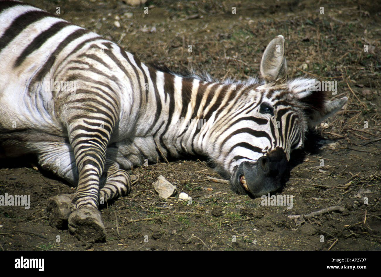 Laying down zebra hi-res stock photography and images - Alamy