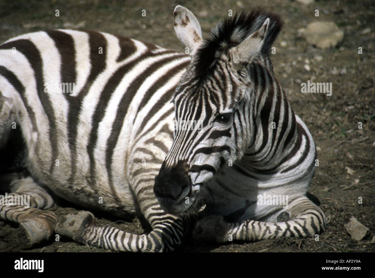 Dauw zebra hi-res stock photography and images - Alamy