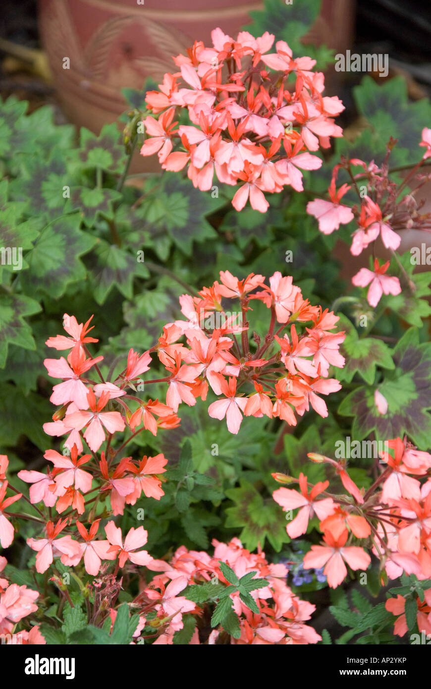 Plant flower flowers geranium hi-res stock photography and images - Alamy