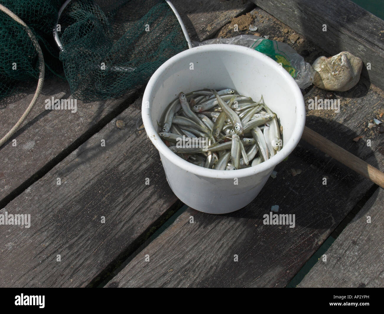 Bucket of Whitebait small fish Stock Photo - Alamy