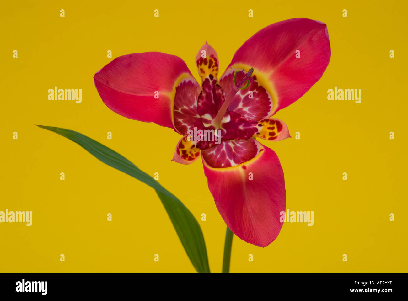 The tiger flower, also called peacock flower, Tigridia pavonia coccinea ...