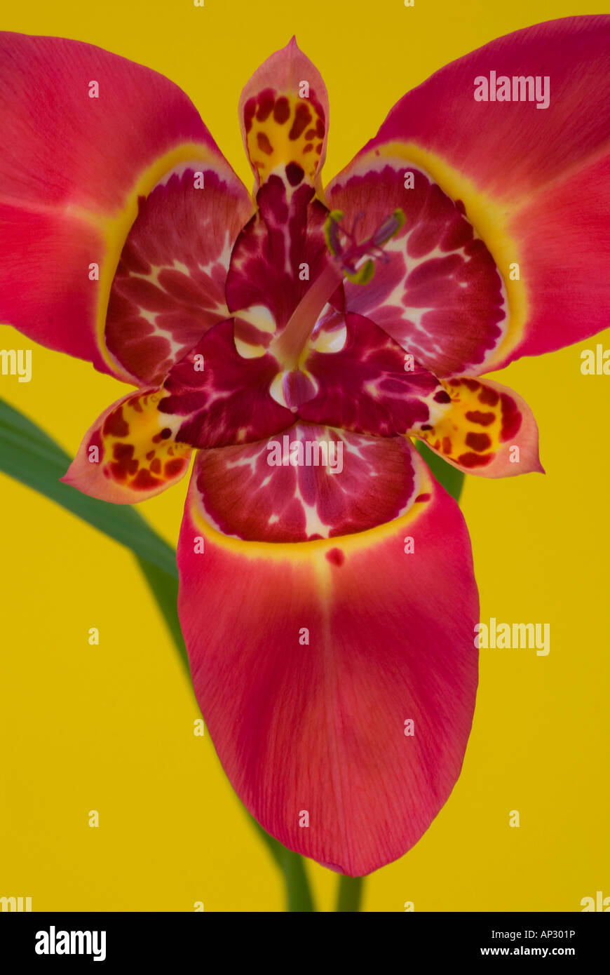 The tiger flower, also called peacock flower, Tigridia pavonia coccinea ...