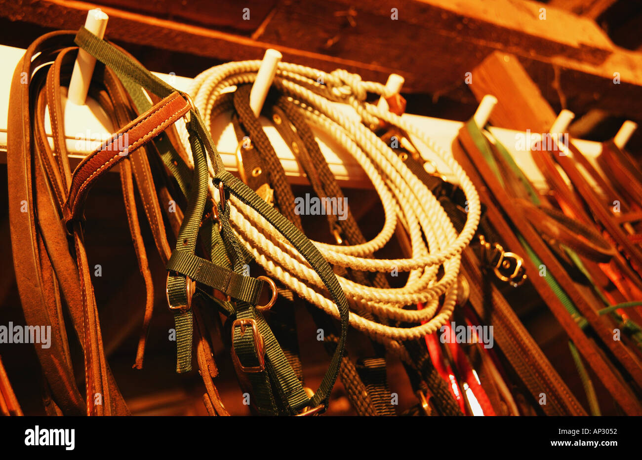 Hanging lasso and bridles Stock Photo - Alamy