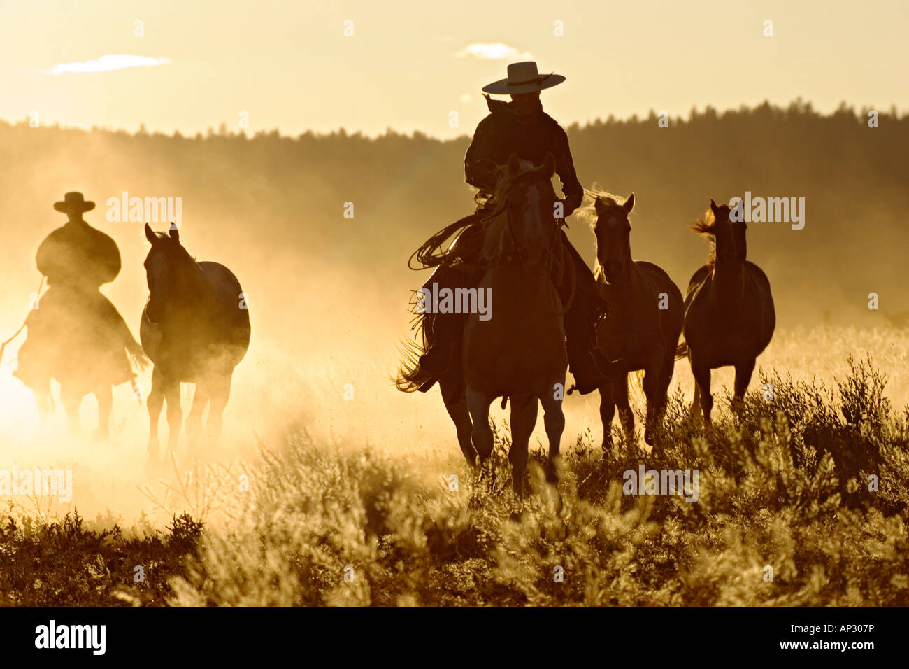 Usa oregon ponderosa ranch cowboys hi-res stock photography and images ...