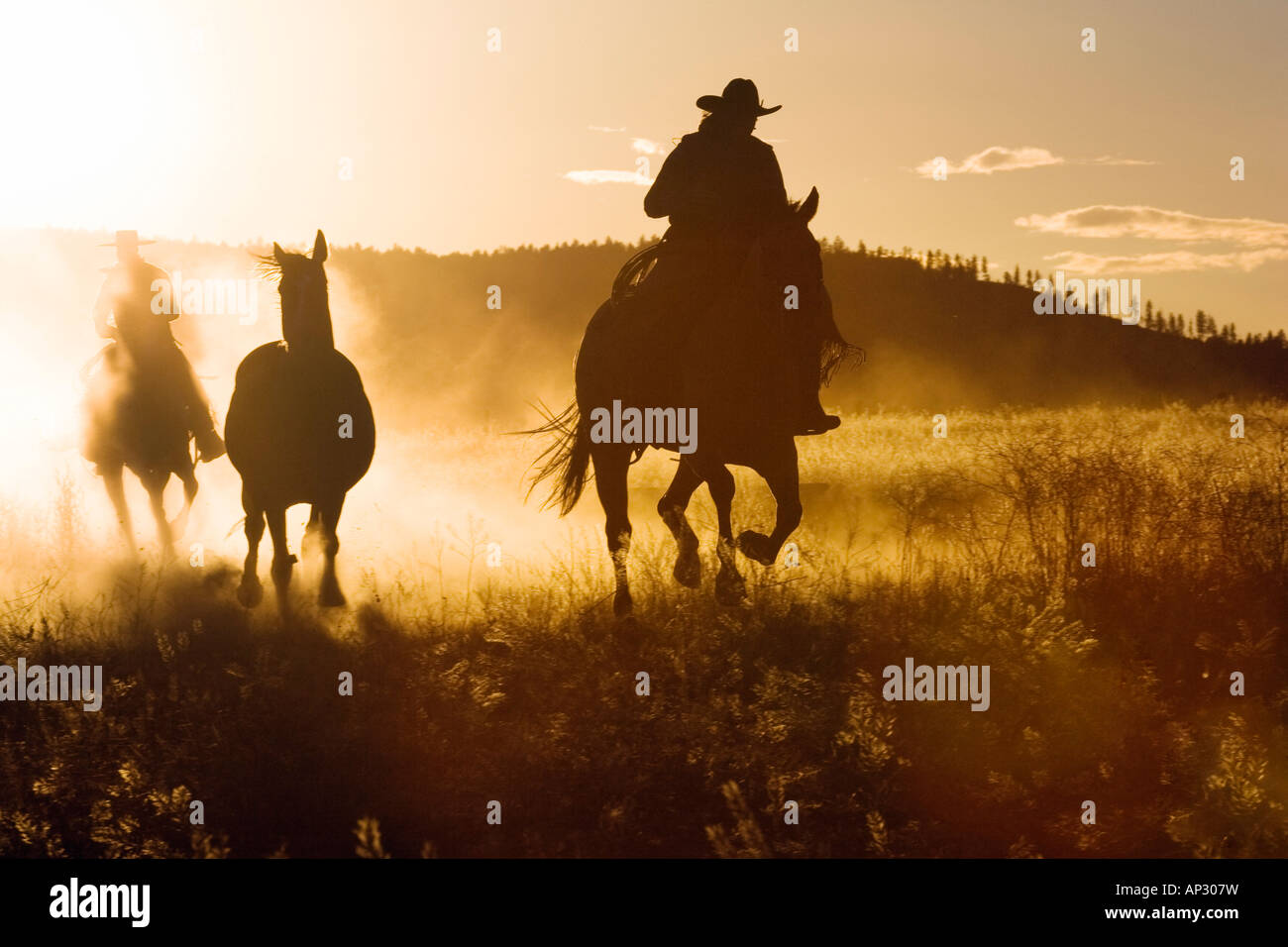 cowboys horseriding at sunset, Oregon, USA Stock Photo - Alamy