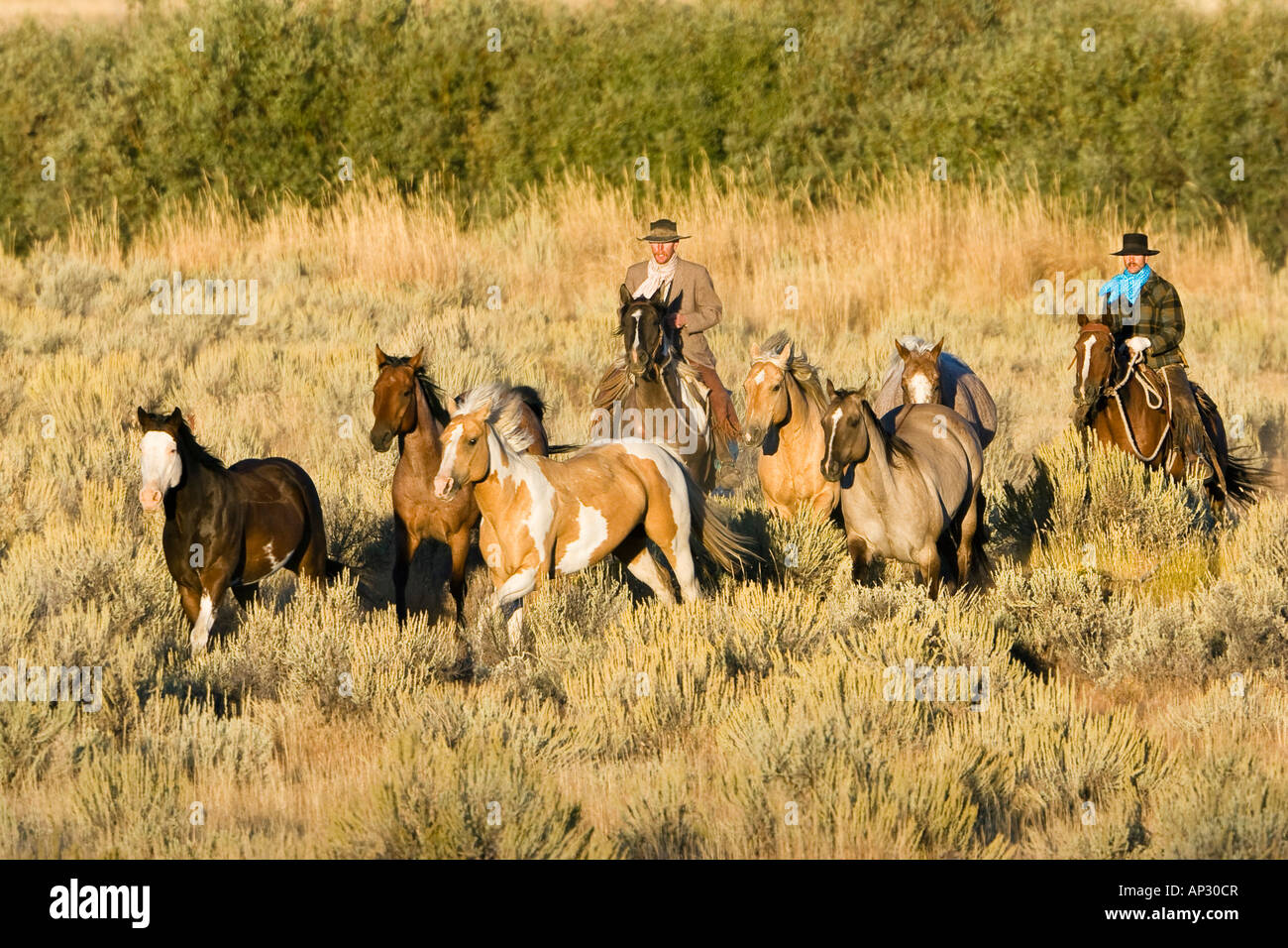 Usa oregon ponderosa ranch cowboys hi-res stock photography and images ...
