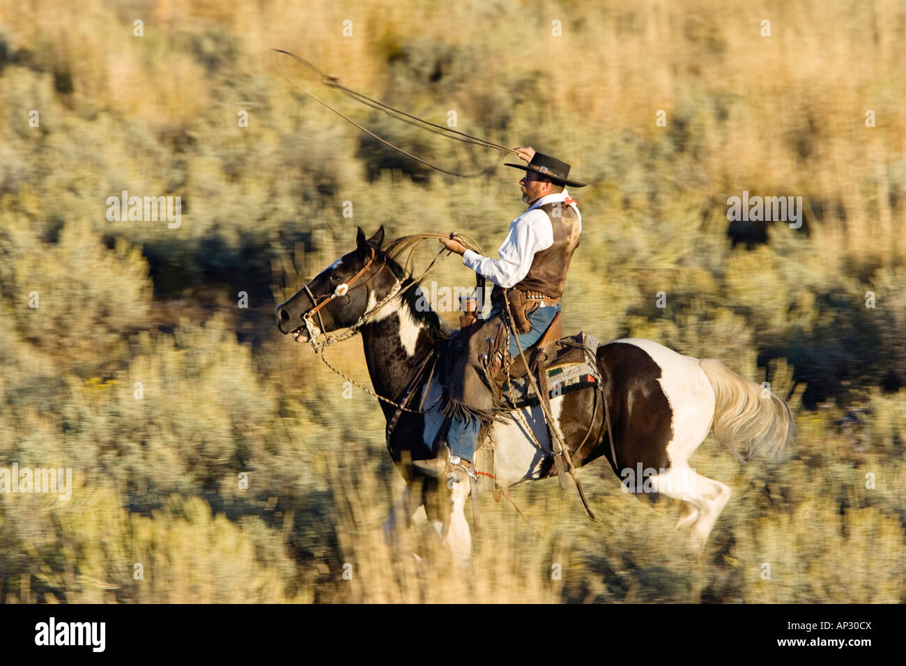 Cowboy riding and throwing lasso wildwest, Oregon USA Stock Photo - Alamy