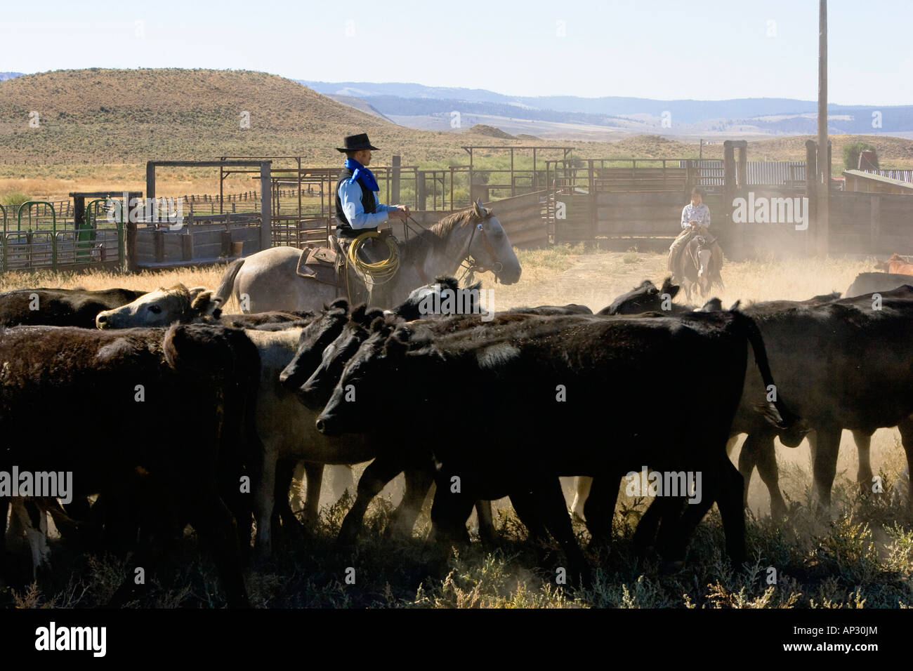 cowgirl and Cowboy with cattle, Oregon, USA Stock Photo - Alamy