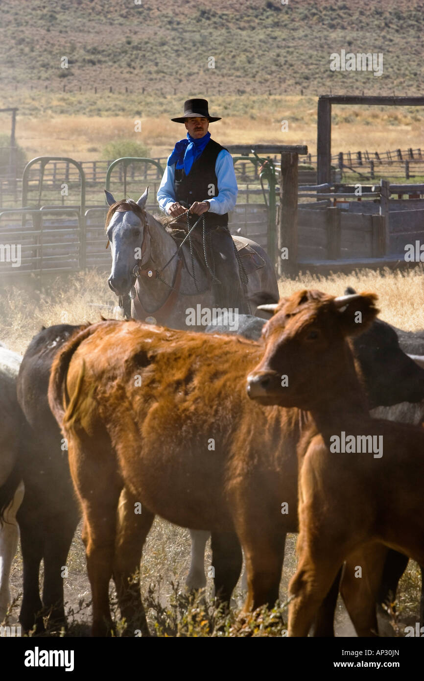 cowboy with cattle, Oregon, USA Stock Photo - Alamy