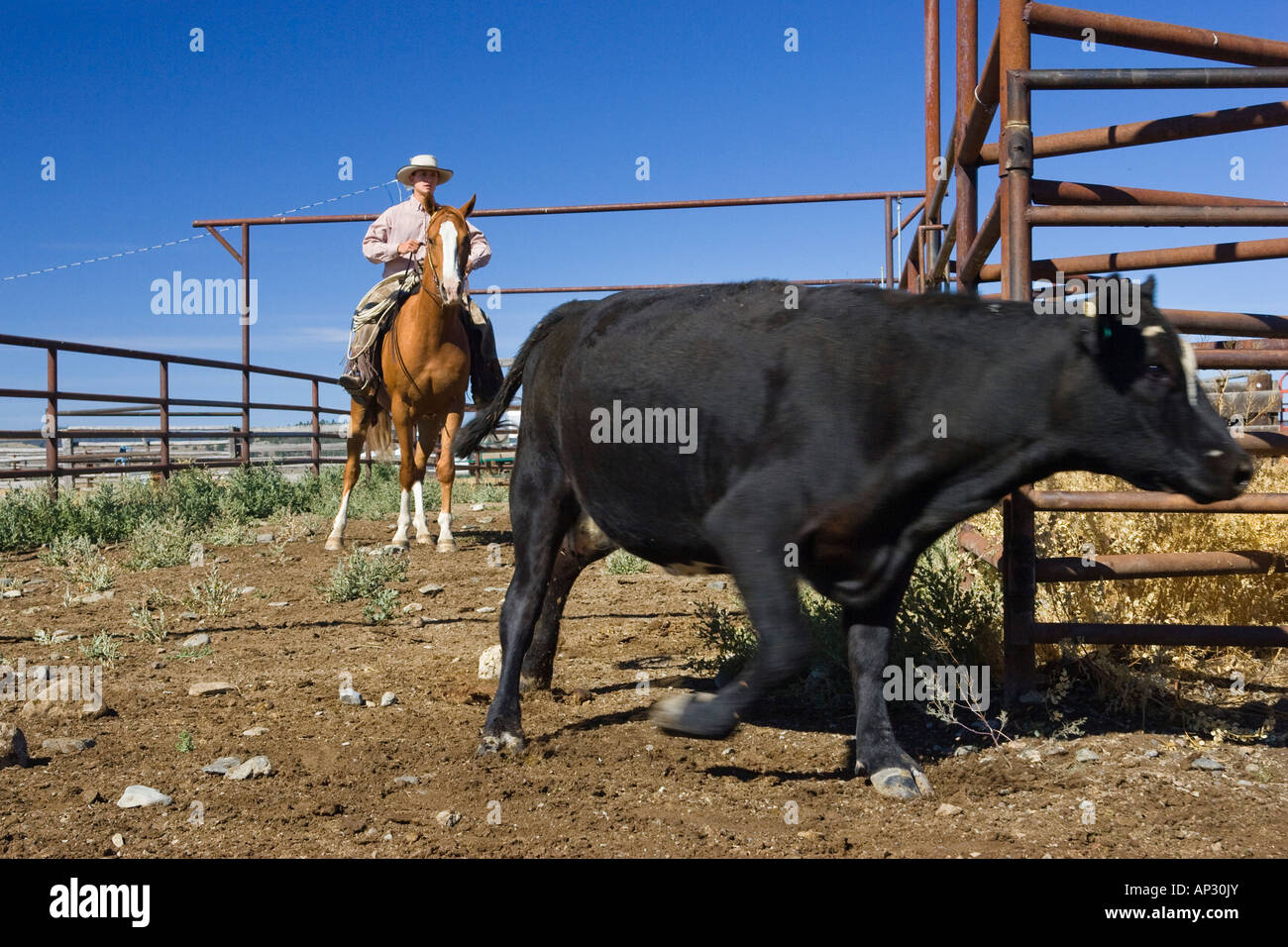 cowboy with cattle, Oregon, USA Stock Photo - Alamy