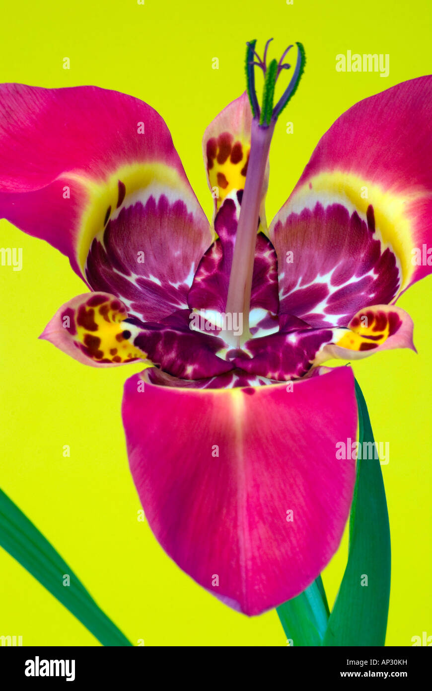The tiger flower, also called peacock flower, Tigridia pavonia coccinea ...