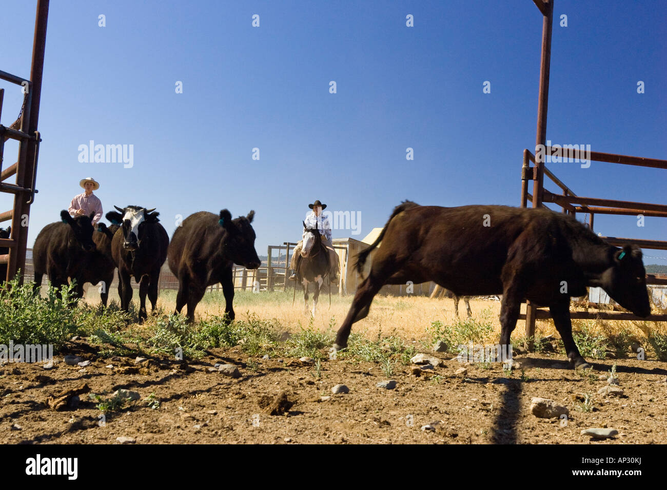 cowgirl and cowboy with cattle, Oregon, USA Stock Photo - Alamy