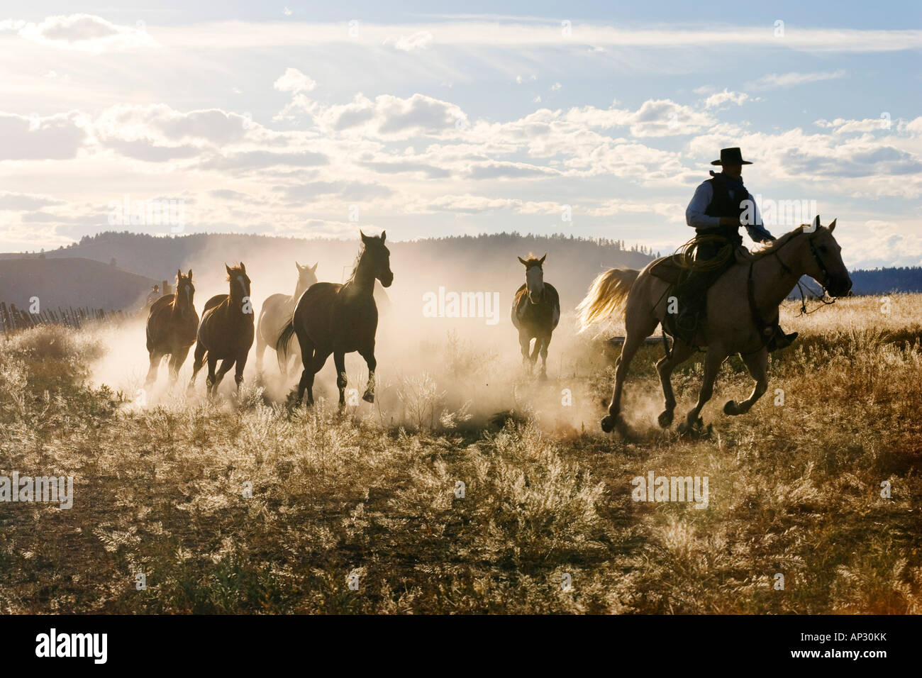 cowboy with horses, Oregon, USA Stock Photo - Alamy