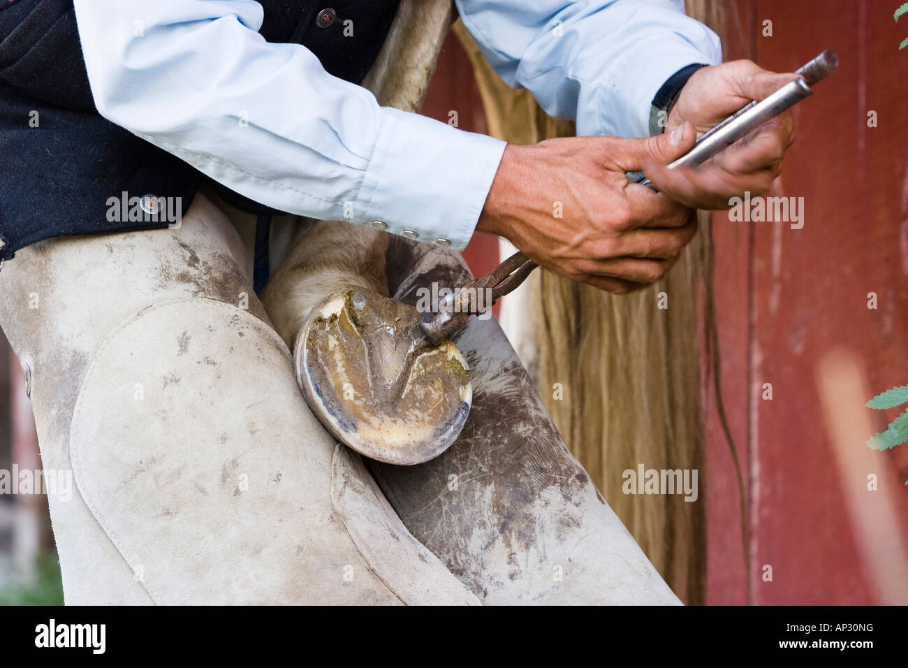 horseshoeing in wildwest Oregon, USA Stock Photo - Alamy