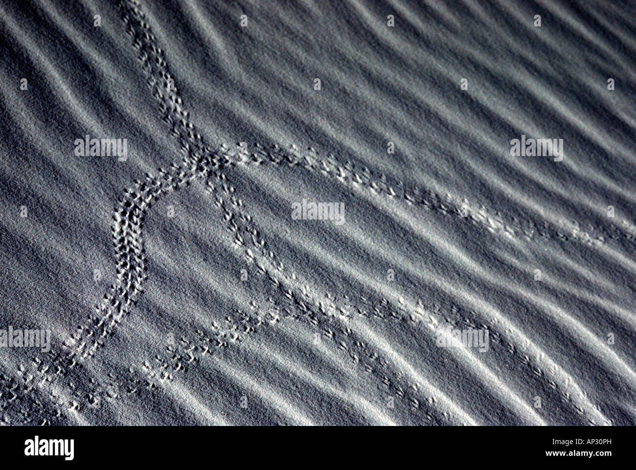 Animal tracks in sand Stock Photo - Alamy