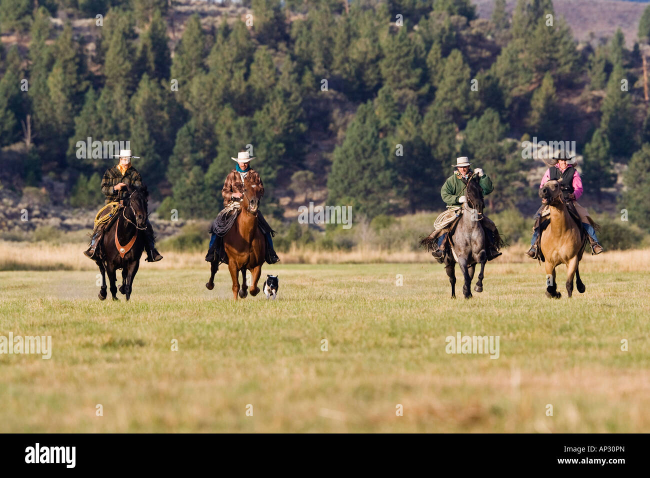 cowboys riding, Oregon, USA Stock Photo - Alamy