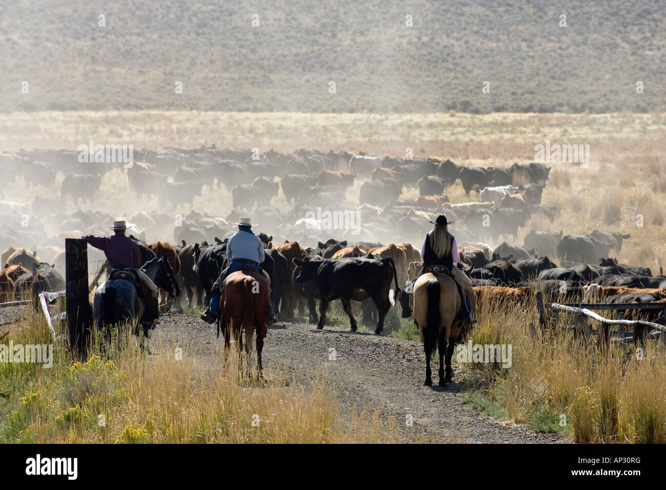 cowboys with cattle, Oregon, USA Stock Photo - Alamy