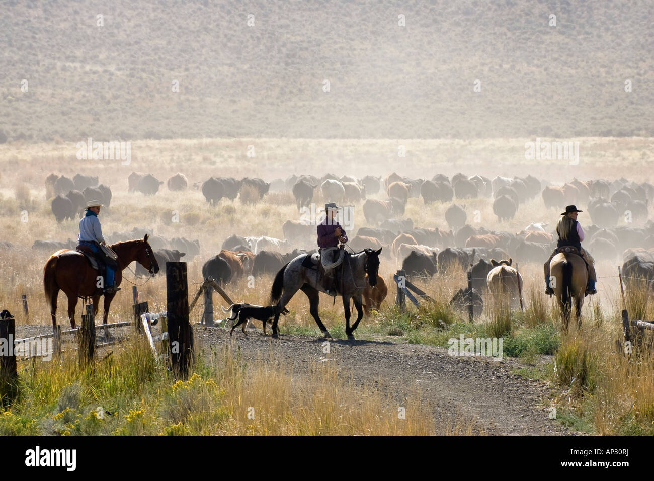 Usa oregon ponderosa ranch cowboys hi-res stock photography and images ...