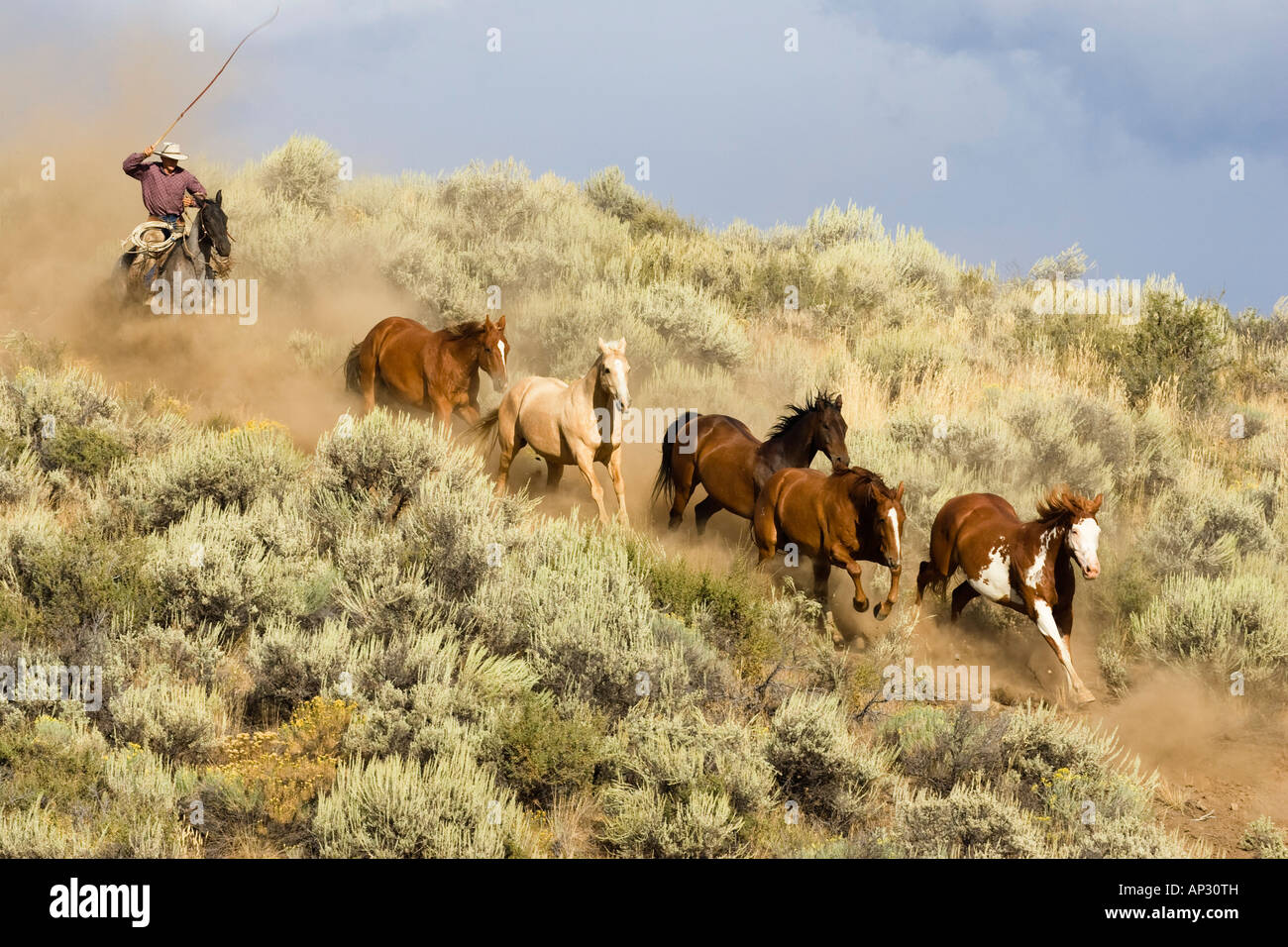 Cowboy driving horses hi-res stock photography and images - Alamy