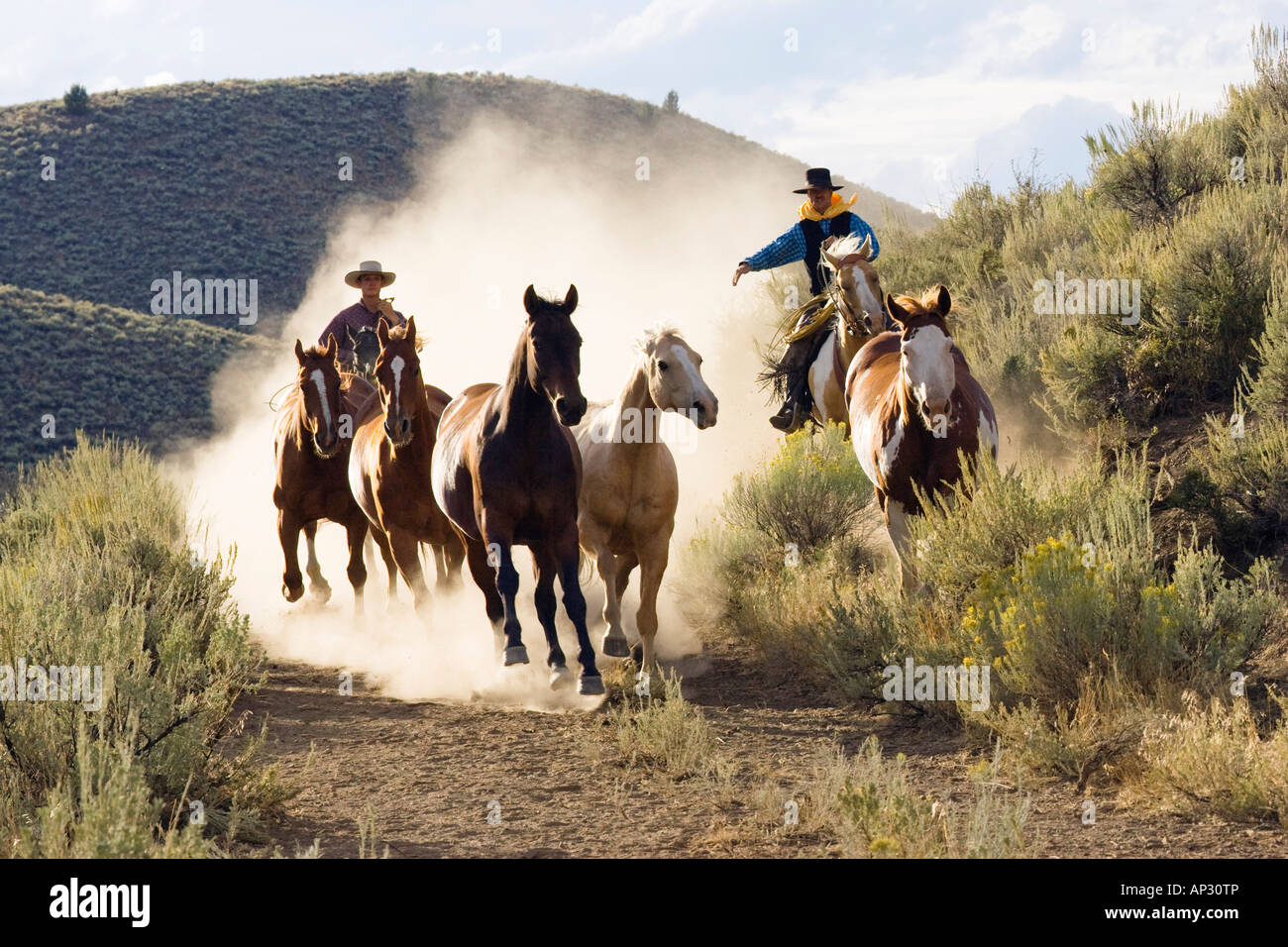 Cowboy driving horses hi-res stock photography and images - Alamy