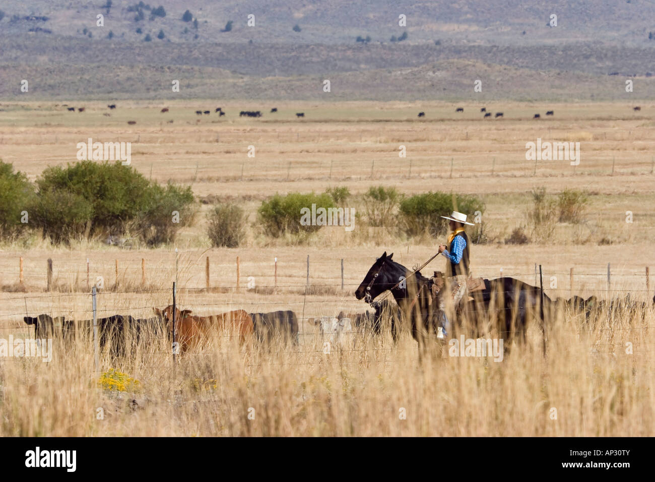 cowboy with cattle in prairie, Oregon, USA Stock Photo - Alamy