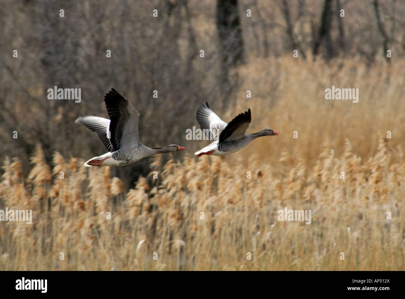 two geese flying, lake Chiemsee, Chiemgau, Upper Bavaria, Bavaria ...